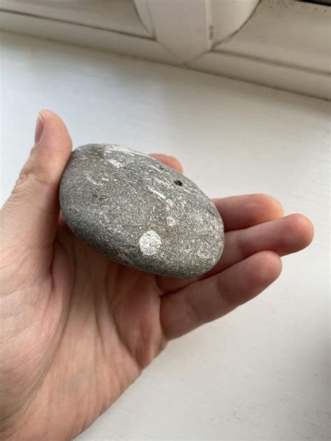 What Is This Fossil Fragment Rfossilid What Is This Fossil Fragment Rfossilid