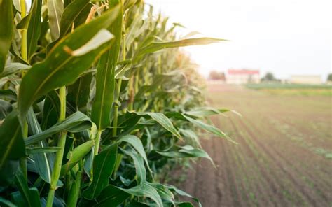 Optimal Timing For Nitrogen Application In Corn Ez Custom Ag
