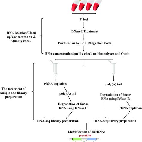 The Workflow Of Total Rna Isolation Circrna Library Preparation And