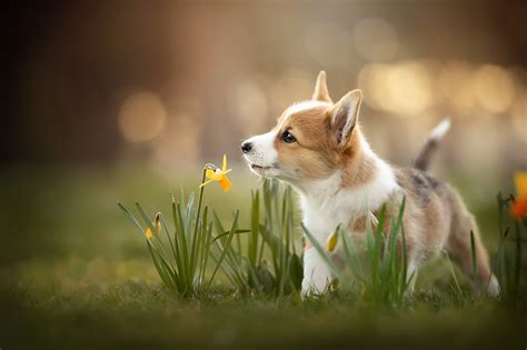 デスクトップ壁紙 子犬 フラワーズ 哺乳動物 2048x1365 WallpaperManiac 1680597