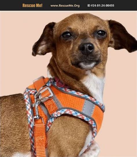 Adopt Chihuahua Rescue Mead Co
