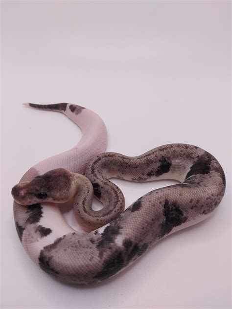 Urban Camo Poss Het Red Axanthic Ball Python By Dandc Python Palette Morphmarket
