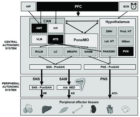 Simplified Diagram Of The Central And Peripheral Autonomic Nervous Download Scientific Diagram