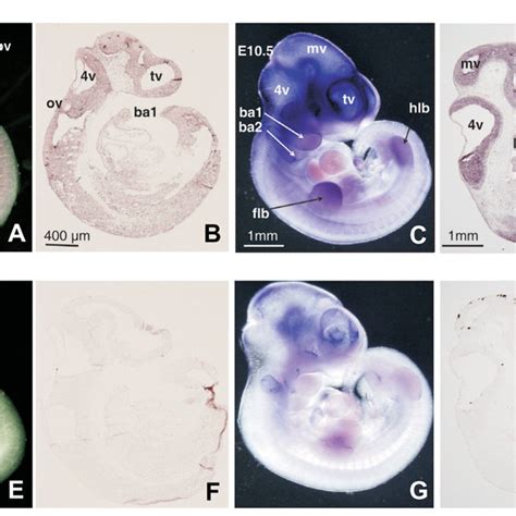 Distribution Of Creb Binding Protein Cbp Transcripts In E9 5 And Download Scientific Diagram