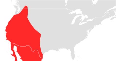 14 Types Of Bats In Oregon Id Guide Bird Watching Hq