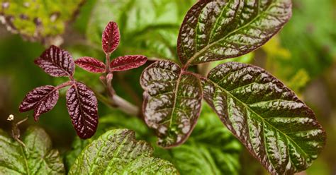 What Does Poison Oak Leaves Look Like