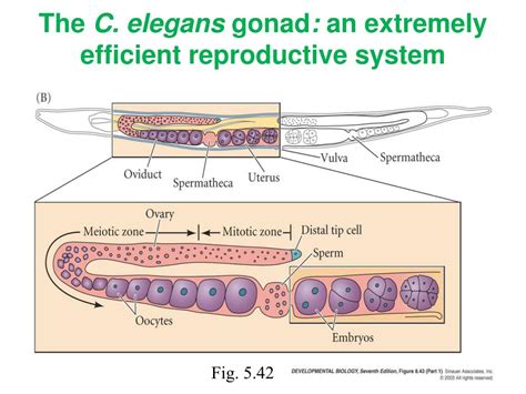 Ppt Caenorhabditis Elegans C Elegans An Elegant Worm Powerpoint Presentation Id356405