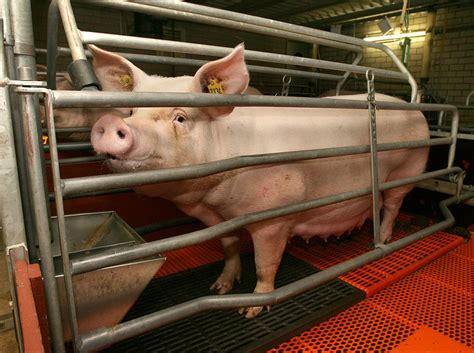 Why Are Gestation Crates Used At Dorla Walker Blog