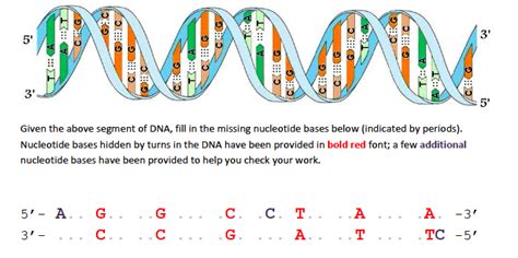solved 3 5 3 5 given the above segment of dna fill in