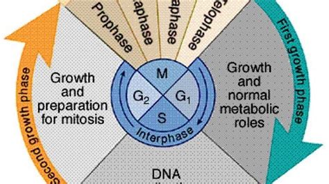 Meiosis Vs Mitosis Comparison Schoolworkhelper