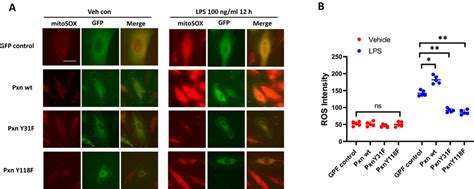 Paxillin Mediates Lps Induced Mitochondrial Ros A Hlmvecs Were