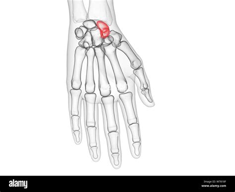 3d Rendered Medically Accurate Illustration Of The Scaphoid Bone Stock