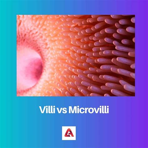 Villi Vs Microvilli Difference And Comparison