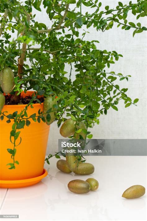 외딴 화분에 심은 감귤류 식물 호주 핑거 라임과 부르고뉴 과일 실내 나무 성장 Microcitrus Australasica 식물