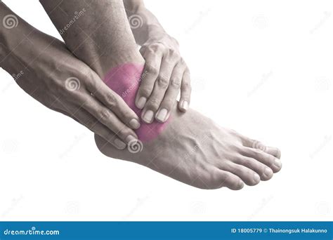 Left Ankle X Ray Lateral View Normal Bone And Swelling Soft Tissue
