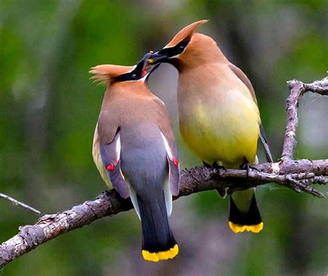 Cedar Wax Wings Backyard Birds Beautiful Birds Birds
