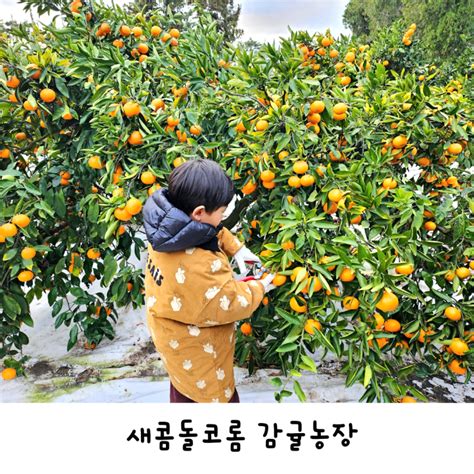 제주도 서귀포 아이와 감귤체험 새콤돌코롬 감귤농장 귤따기체험