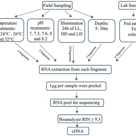 Flow Chart Of The Experimental Procedure Rna Was Extracted From Adult