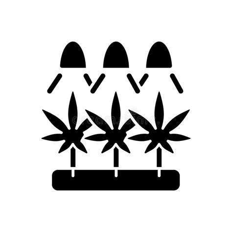Cannabis Cultivation Black Glyph Icon Stock Vector Illustration Of