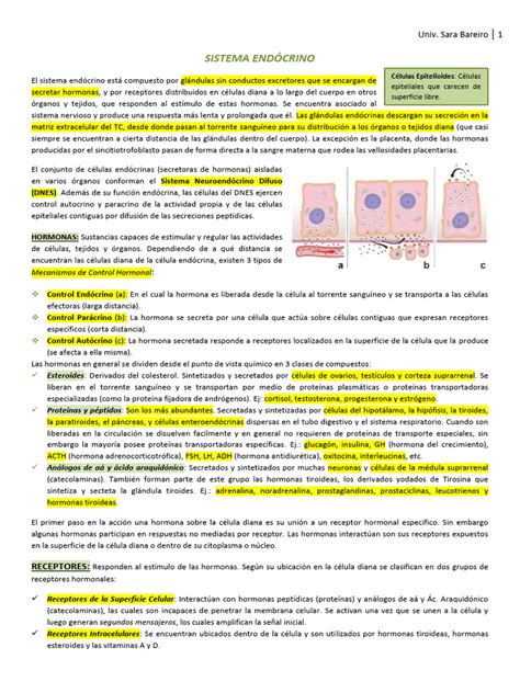 Sistema Endócrino Sb Pdf Sistema Endocrino Tiroides