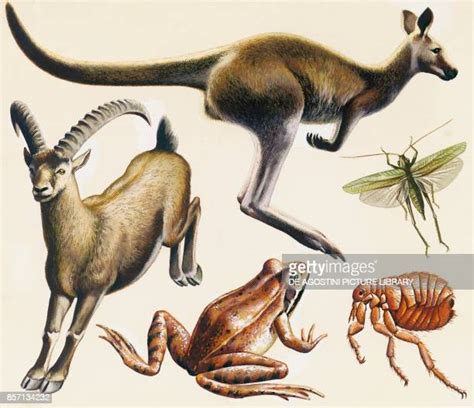 Grasshopper Jumping Drawing