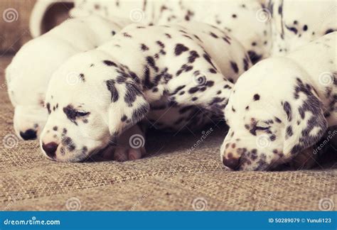 Many Puppies Dalmatian Close Up Newborn Stock Image Image Of