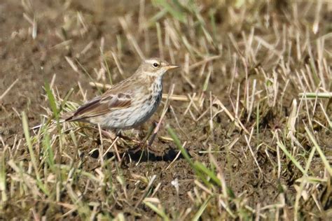 Foto Waterpieper Anthus Spinoletta Waarnemingnl