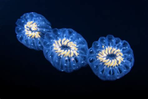 Ctenophora Eastern Pacific Diverkevin