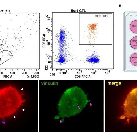 Experiment Setup And Cell Adhesion Metrics Were Calculated For All Download Scientific