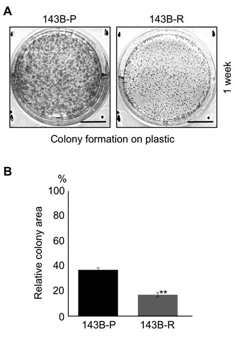 Oncogenes And Methionine Addiction Of Cancer Role Of C Myc Cancer Genomics And Proteomics