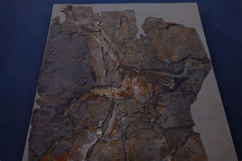 Jinfengopteryx Holotype R Dinosaurs