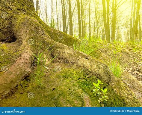 A Big Tree Root Overgrown With Moss At The Wayside Green Tree Roots