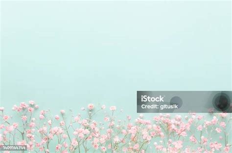 분홍색 석고 필라 꽃의 아름다운 꽃 배경 플랫 레이 상단보기 꽃 패턴 꽃 나무에 대한 스톡 사진 및 기타 이미지 꽃 나무