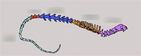 Vertebral Column Diagram Quizlet
