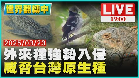 警訊！外來物種強勢入侵 威脅台灣原生種【世界翻轉中】完整版 ｜20250323 外來種 入侵 生態 Youtube