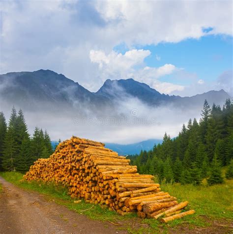 Heap Of Tree Trunk Lie On Forest Glade Stock Photo Image Of Logging Horizon