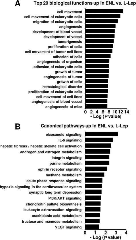 Enriched Pathways In Erythema Nodosum Leprosum Enl Versus Those In