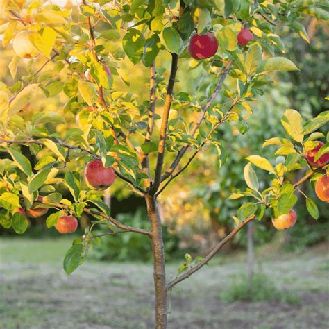 Fuji Apple Tree The Sill