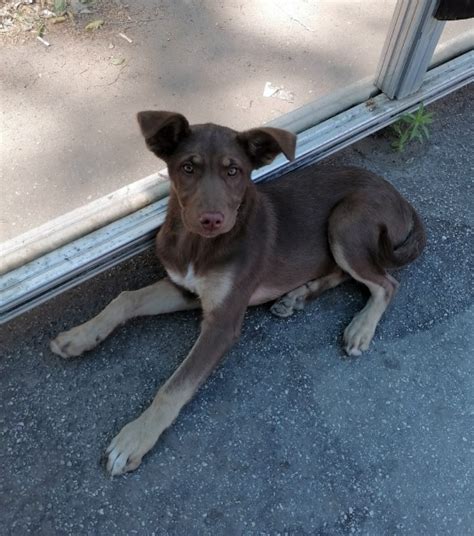 Подкинули домашнего щеночка на остановку Ласковый чистенький доверчивый малыш Он там