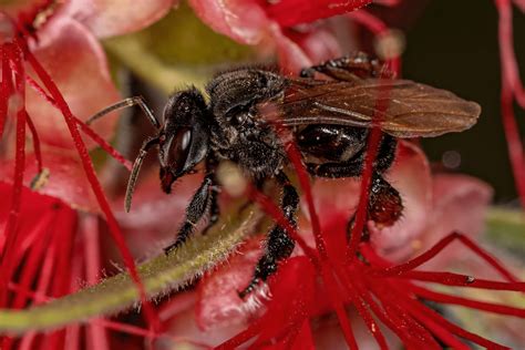 What Is A Stingless Bee Heres What You Need To Know
