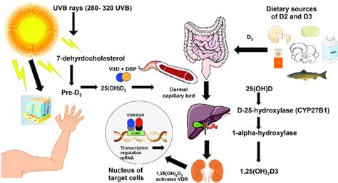 Vitamin D Synthesis Regulation Biological Roles Sources And