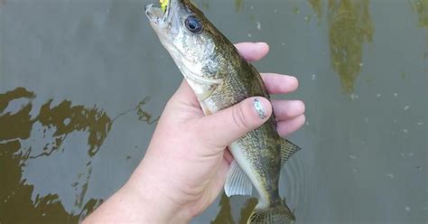 Sauger Walleye Or Saugeye Album On Imgur