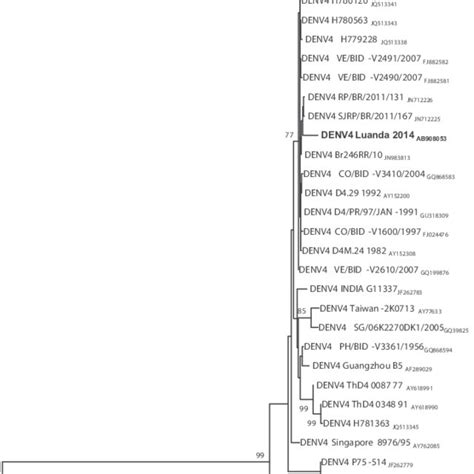 Maximum Likelihood Phylogenetic Tree Analysis Of Dengue Virus DENV