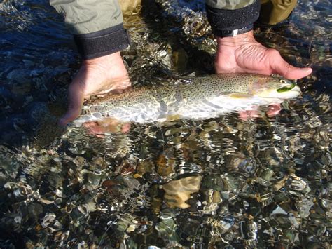 Washington Fly Fishing Sea Run Coastal Cutthroat Trout 101