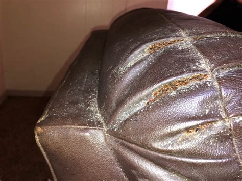 How To Identify Bedbug Infestations City Pest Control Blog