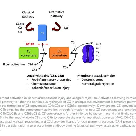 Crossmatch Complement Dependent Lysis Score Obtained From 8 Independent
