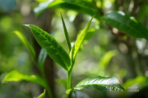 津乔普洱津乔2022冰岛老寨古茶园正式开采 爱普茶网 最新茶资讯网站 https ipucha