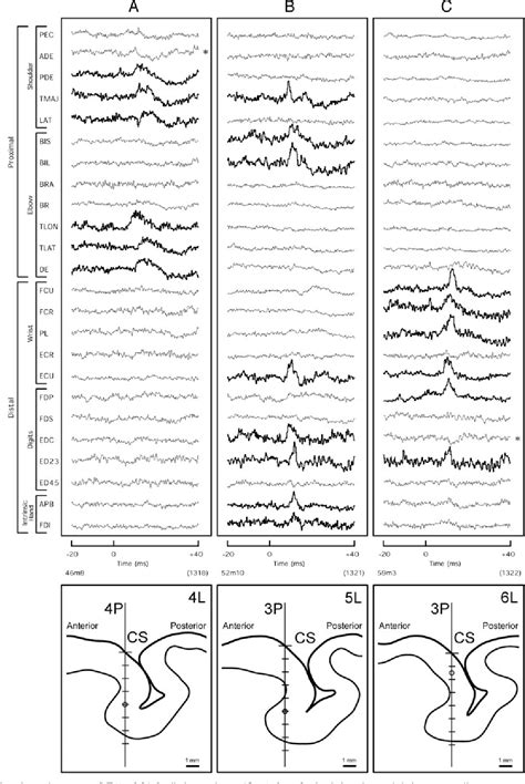 Figure 1 From Properties Of Primary Motor Cortex Output To Forelimb