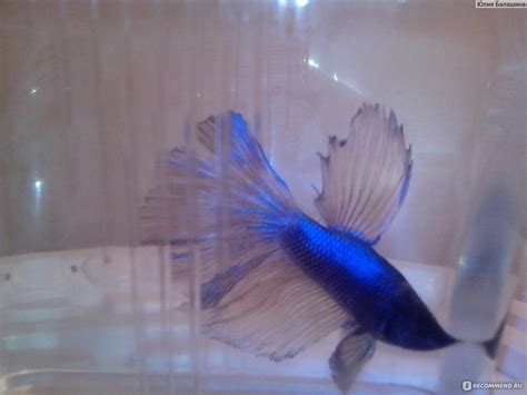 Рыбка петушок / Бойцовая рыбка / Сиамский петушок / Betta Splendens ...