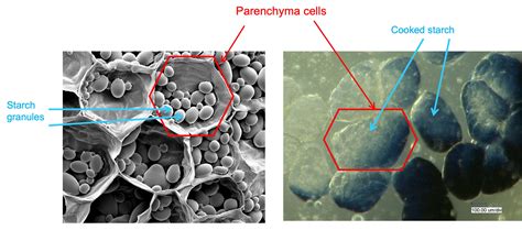 Potato Starch Structure
